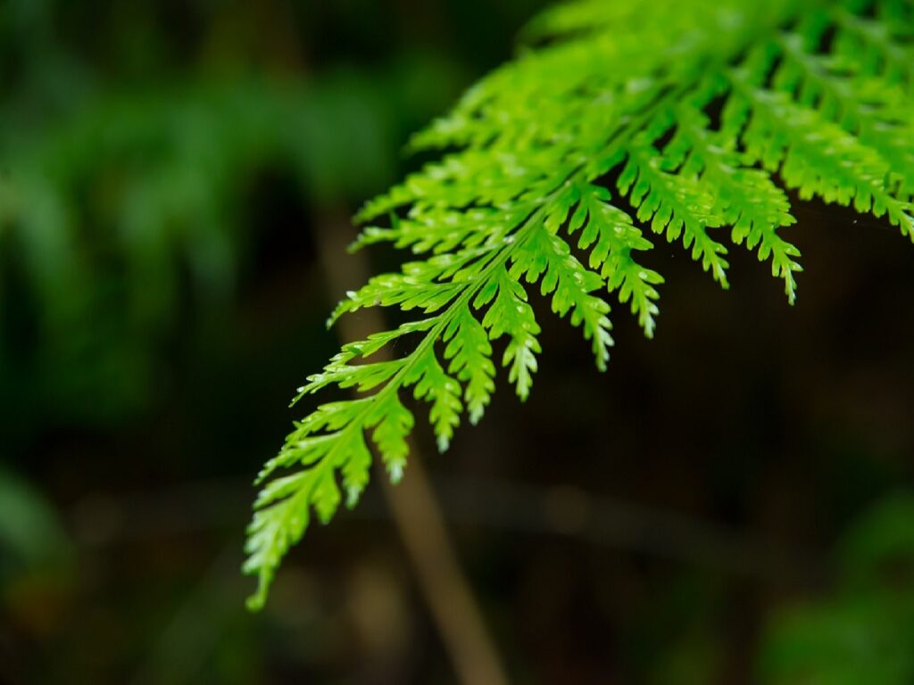 Raukawa – Raukawa Charitable Trust Website